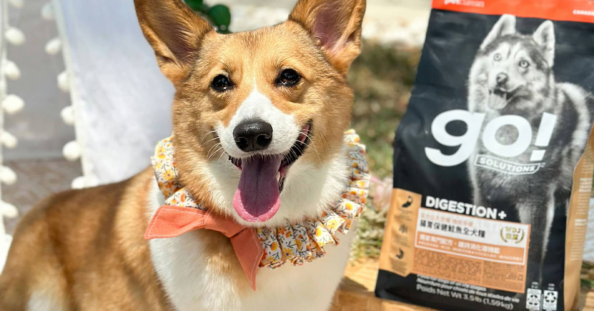 now鮮肉成犬糧．挑嘴狗的救星 - SofyDOG蘇菲狗