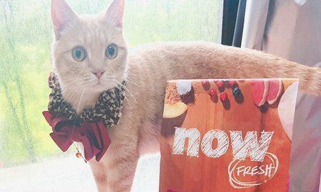 now 貓糧．優質貓貓伙食 - SofyDOG蘇菲狗