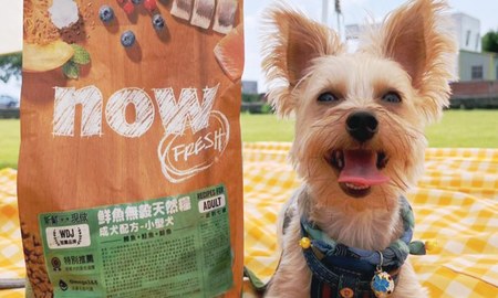 now小型犬糧．小顆粒咀嚼無負擔 - SofyDOG蘇菲狗