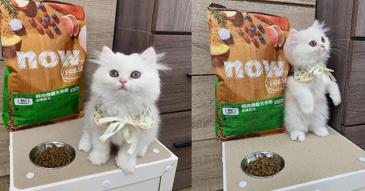 now幼貓飼料 ．滿足貓咪營養所需-SofyDOG蘇菲狗