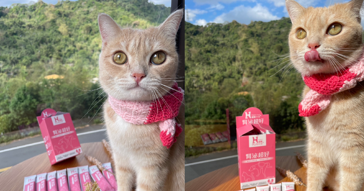 超躍腎泌益生菌．好保存帶出門也方便 - SofyDOG蘇菲狗