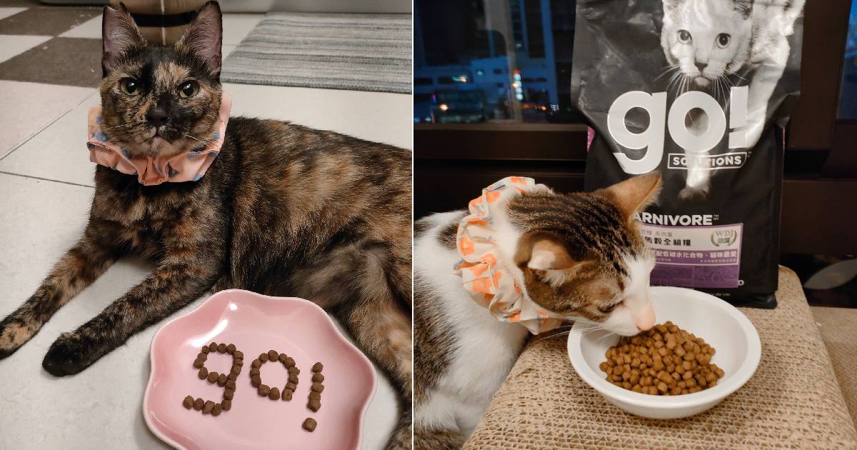 go!四種肉貓糧．熱銷No.1 - SofyDOG蘇菲狗